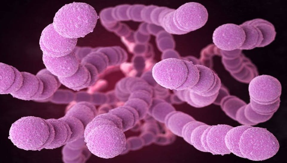 Gut Health Through Probiotics – Dane's Supply
